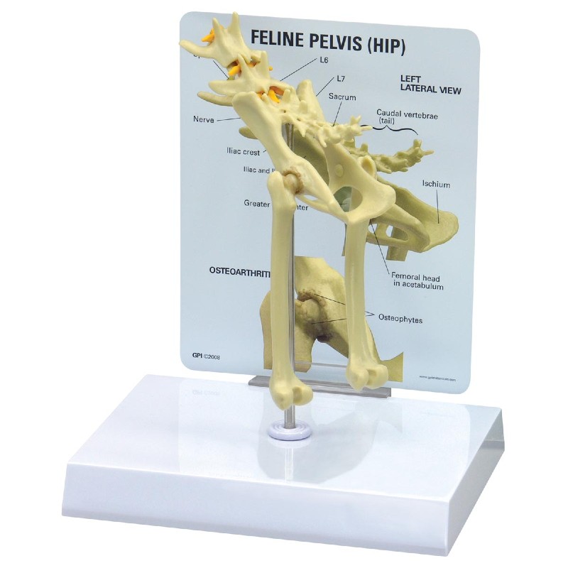3B Scientific Feline Pelvis (Hip) Model - Pets.co.uk